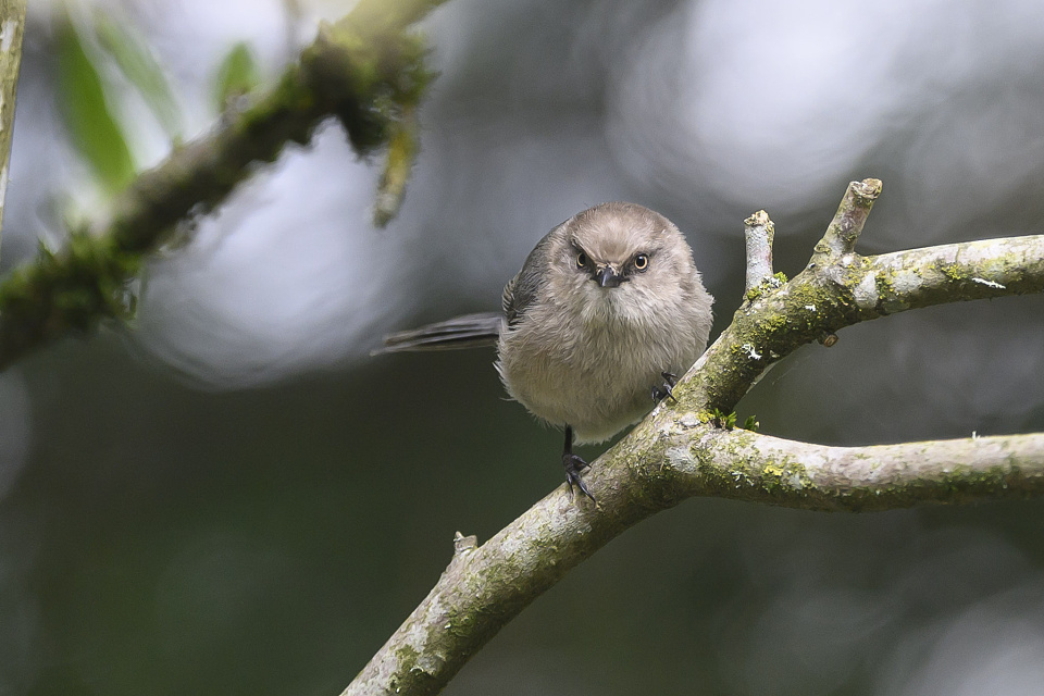 Staredown | dbifulco | Blipfoto