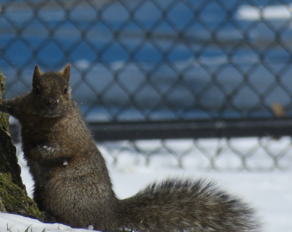 Cold squirrel | KevinV | Blipfoto