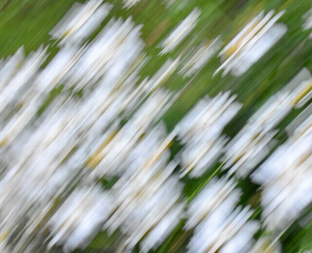 Daisy rush | pixelpixie | Blipfoto