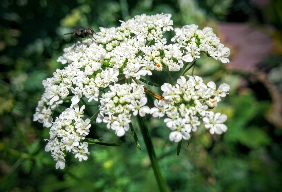 Flower Friday......... | evolybab | Blipfoto