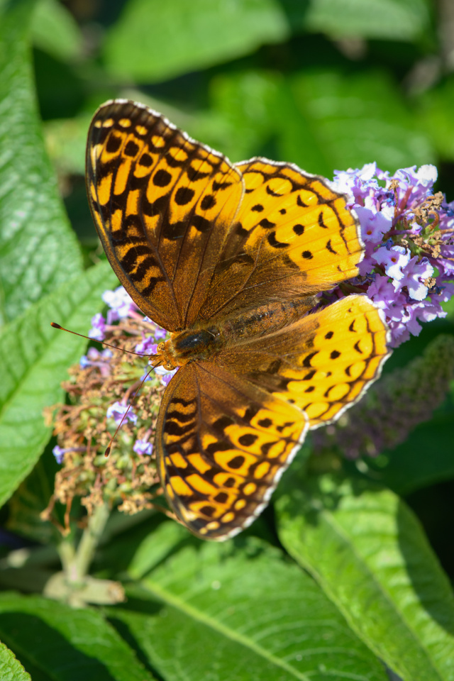 Spangled | dbifulco | Blipfoto