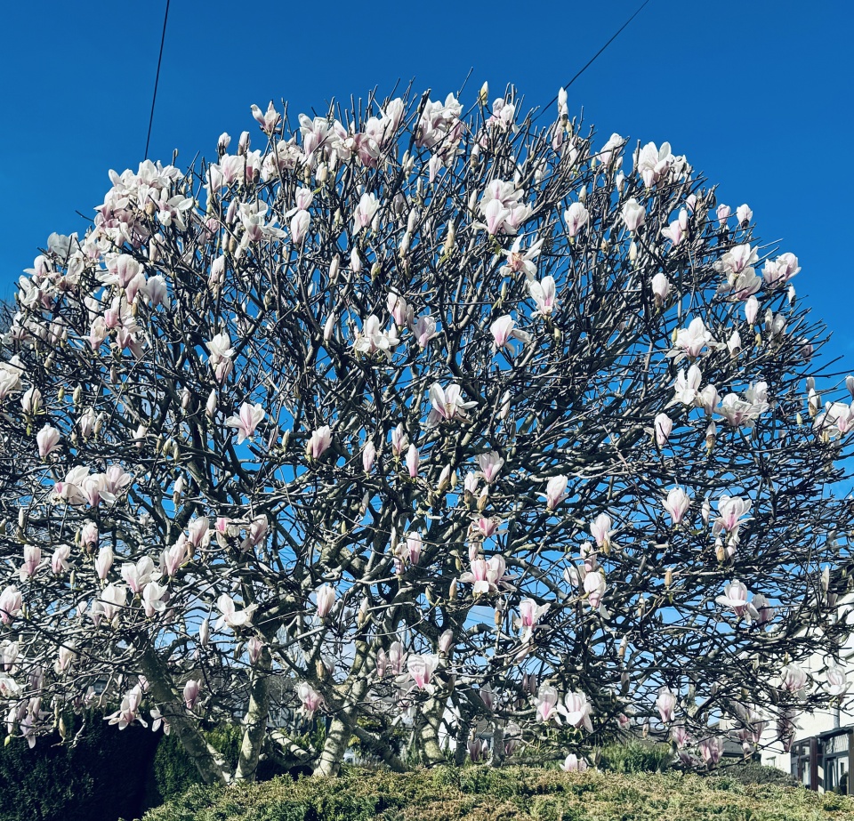 Magnolia | sunflower | Blipfoto
