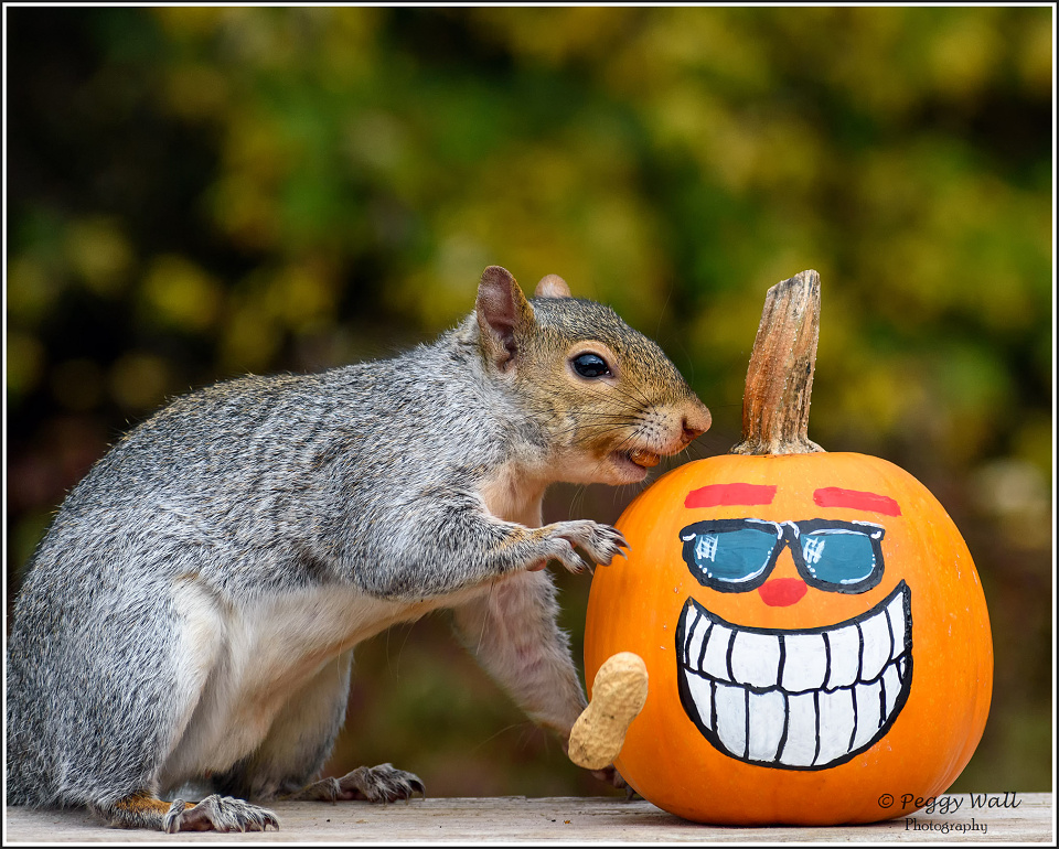 Silly Saturday .... | SquirrelsEtc | Blipfoto