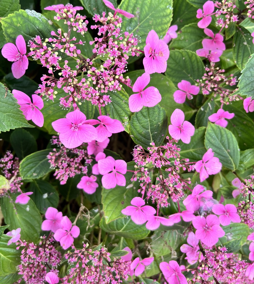 Pink in abundance | pixelpixie | Blipfoto