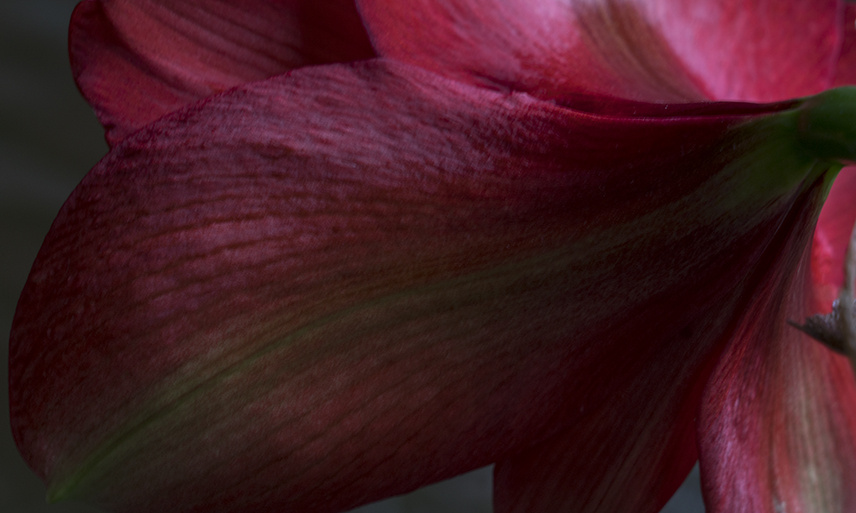 last Amaryllis bloom | standingTree | Blipfoto