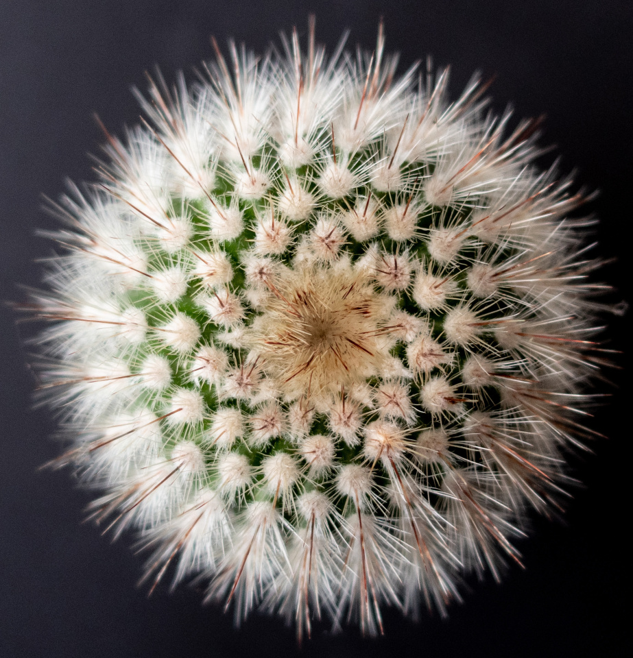 Spike | Kernow | Blipfoto