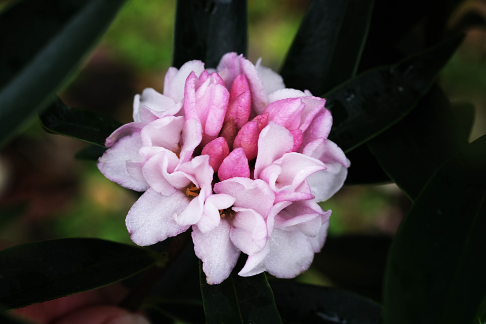 Flower Friday | Tommie2 | Blipfoto