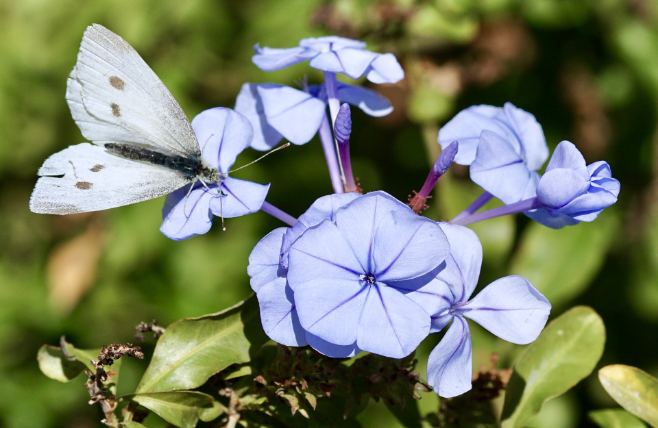 Butterfly in December | lesmark | Blipfoto