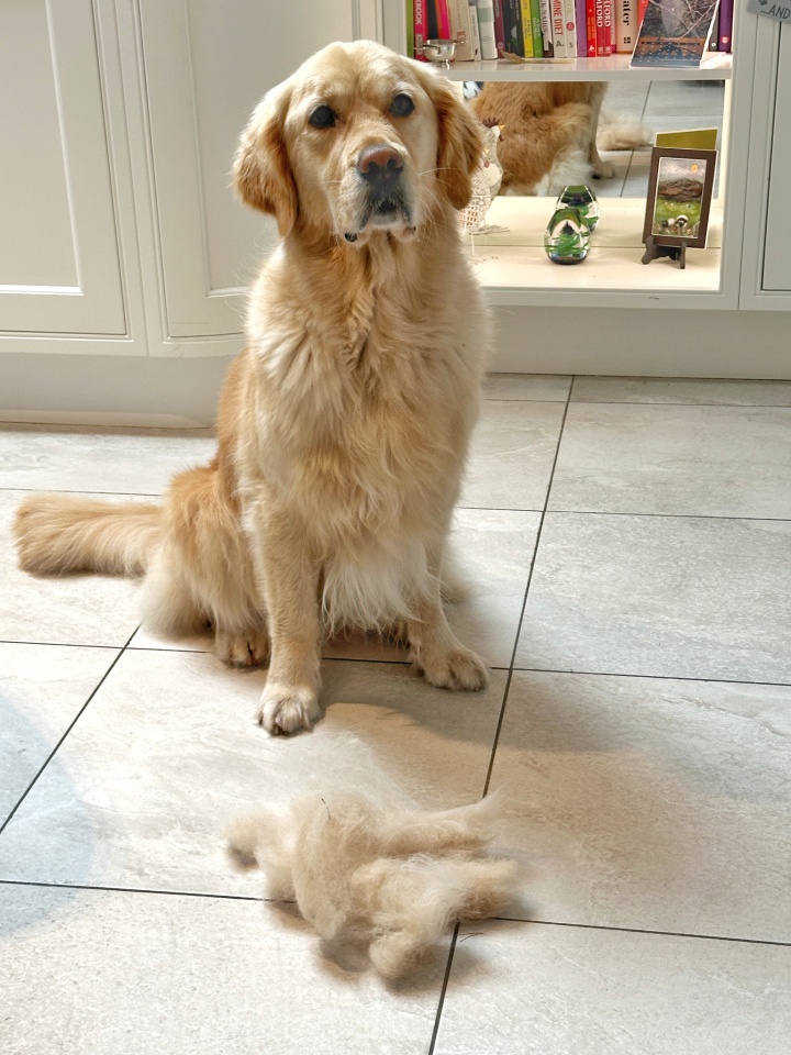 Rumour has it... | Damnonii | Blipfoto