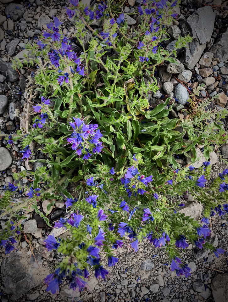 River Shingle Flora | Lizimagiz | Blipfoto
