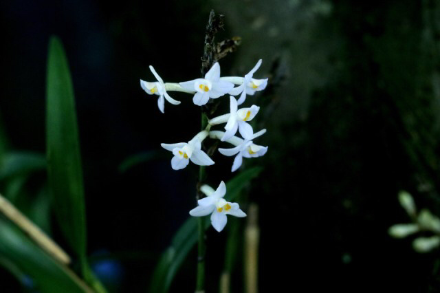 Earina autumnalis.. | nangee | Blipfoto