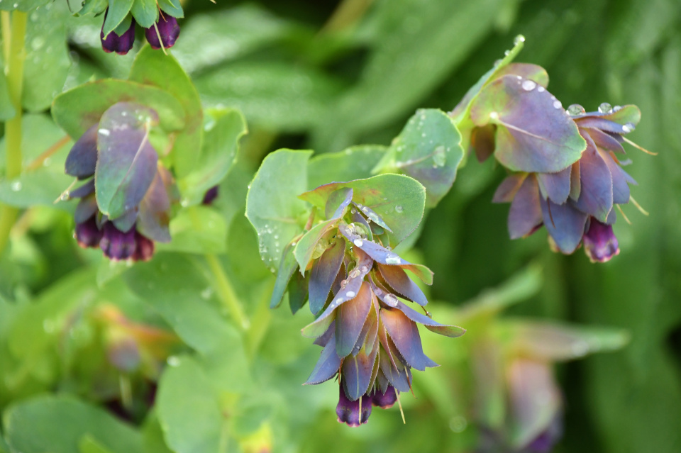 Cerinthe major purpurascens | SueT123 | Blipfoto