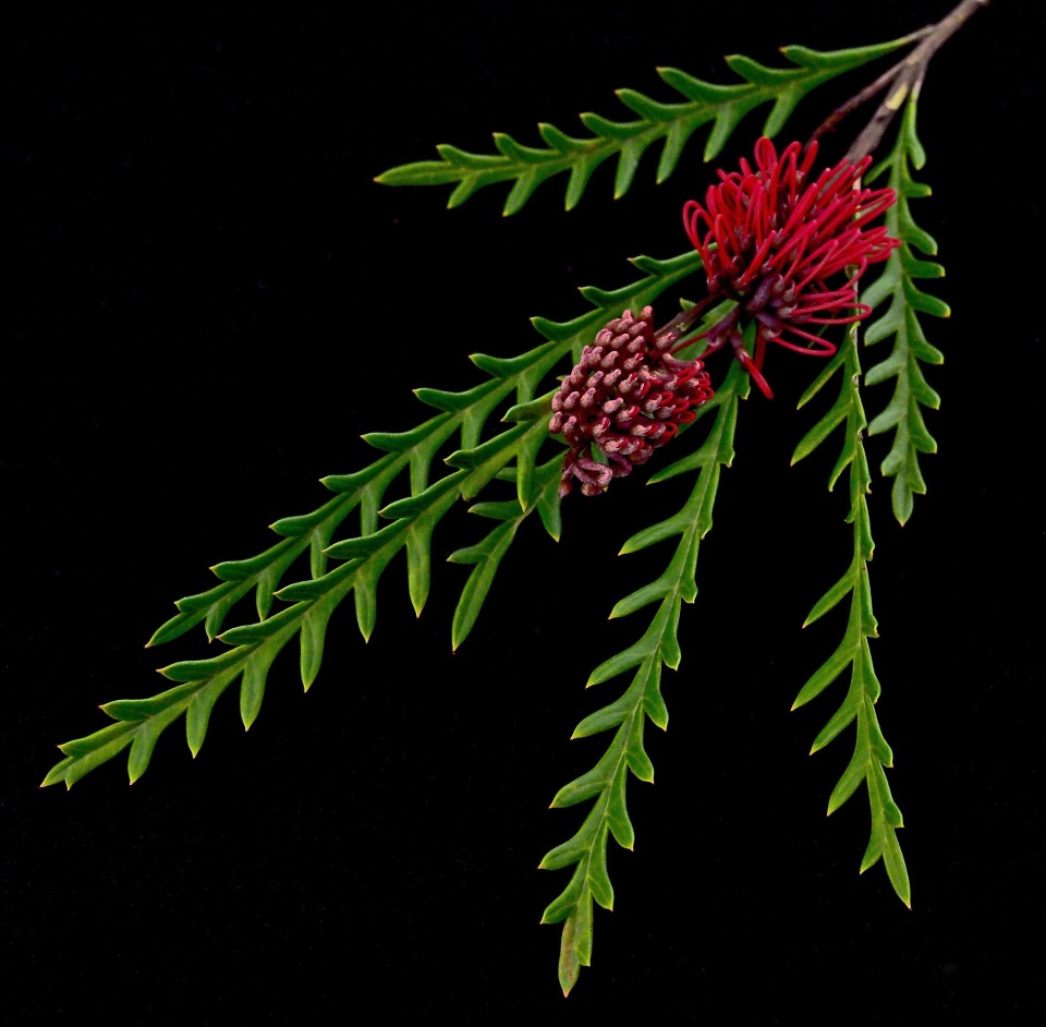 Grevillea Ivanhoe | TreeHugger | Blipfoto