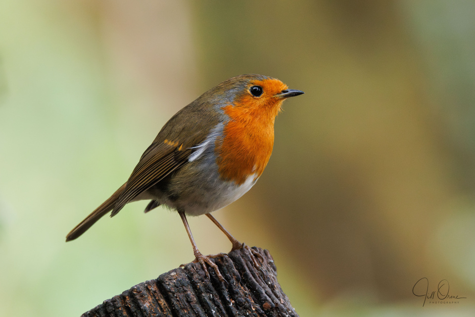 Too early? | JDO | Blipfoto