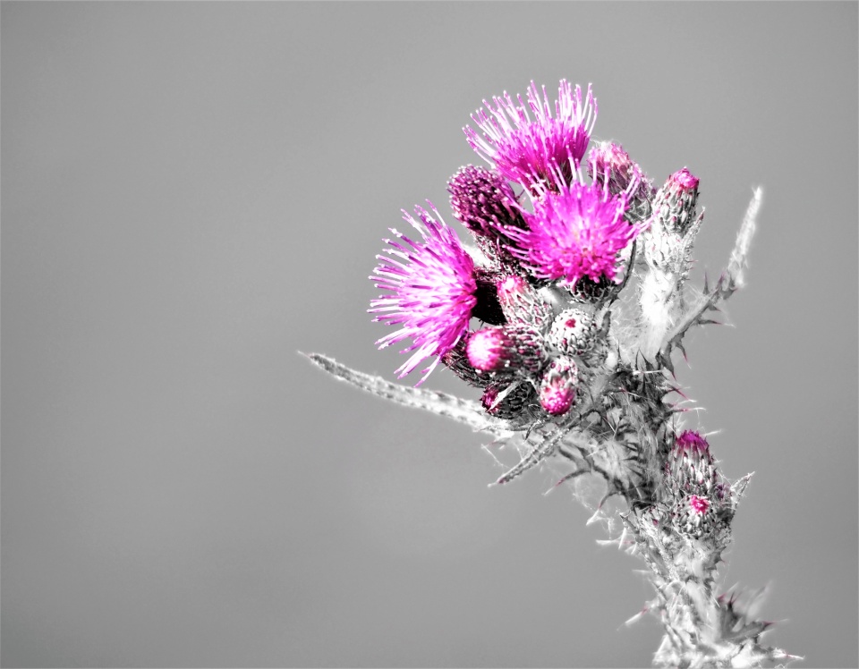 Wild.... | pkln | Blipfoto