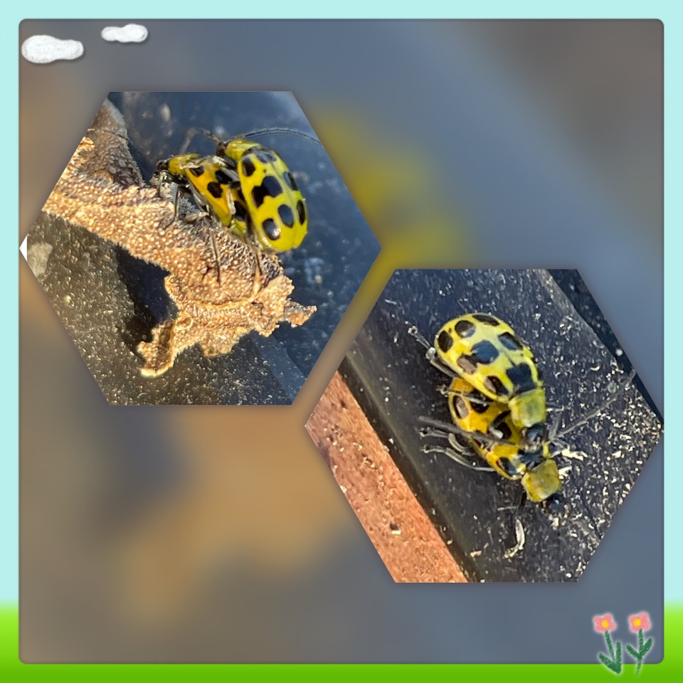 Yellow spotted beetle | Anaisabel | Blipfoto