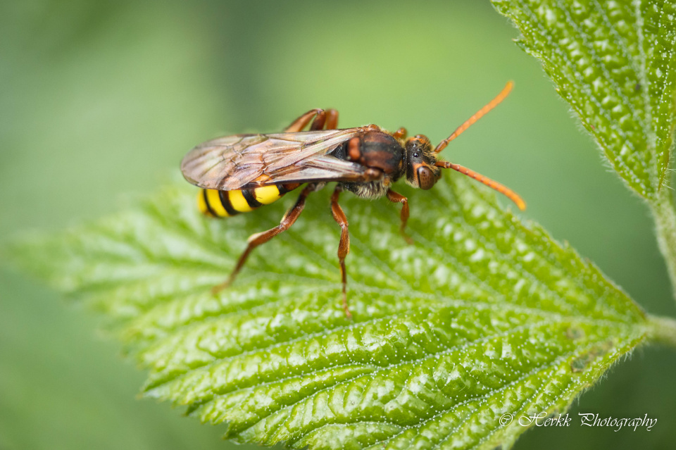 Feeling Waspish | Hevkk | Blipfoto