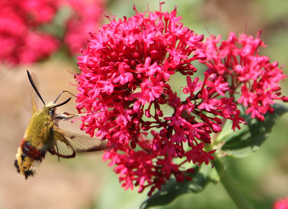 Broad Bordered Bee Hawk Moth | LincolnWarrior | Blipfoto