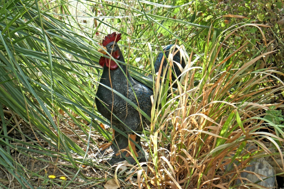 Chicken in the Straw | RonaldBerry | Blipfoto