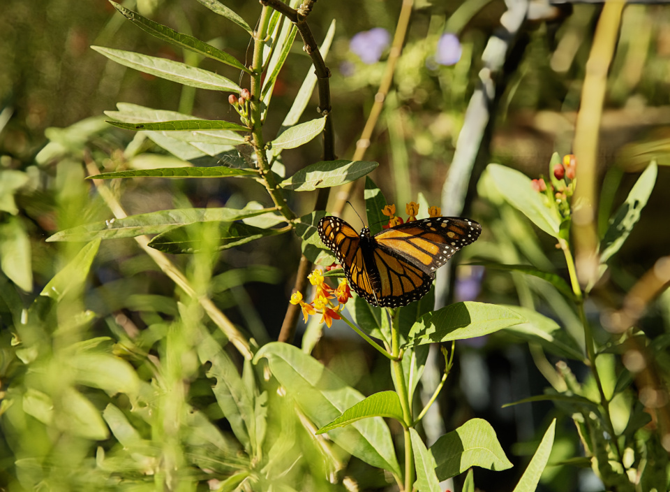 Monarch | bugsman | Blipfoto