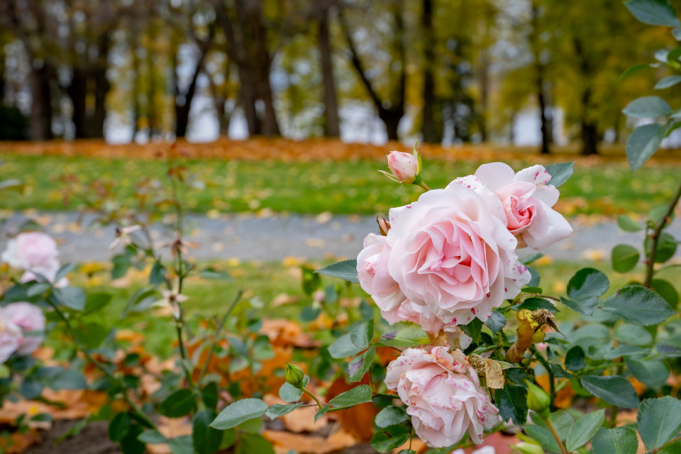 October roses | otornblom | Blipfoto