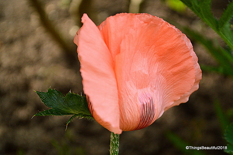 Peachy Poppy | ThingsBeautiful | Blipfoto