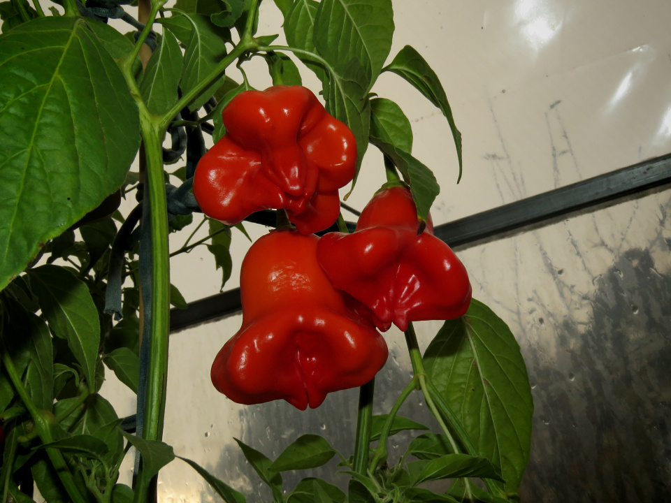 Wee Sweet Peppers | cabbagetree | Blipfoto