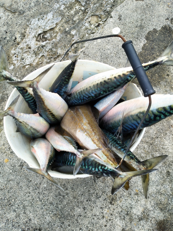 Fresh fish | Poppy | Blipfoto