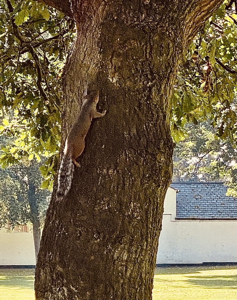 ah....finally i have a... | catoblips | Blipfoto