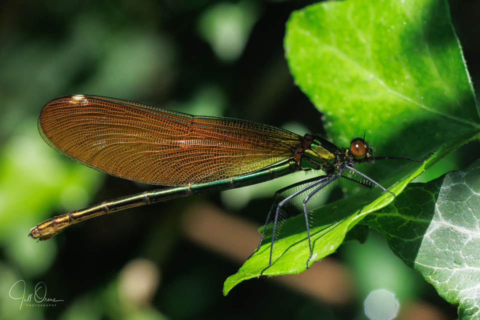 Shimmering | JDO | Blipfoto