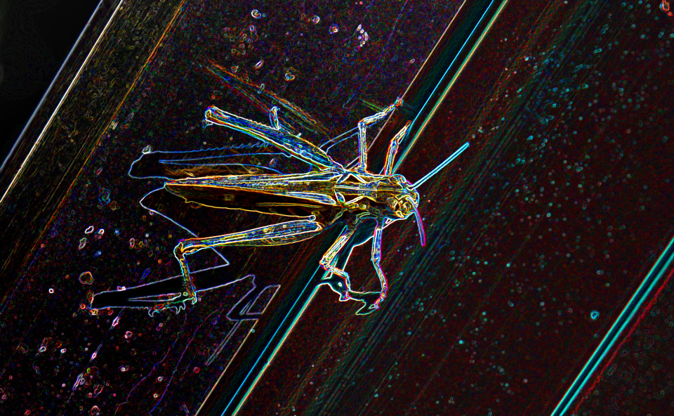 Space Cricket | Hanulli | Blipfoto