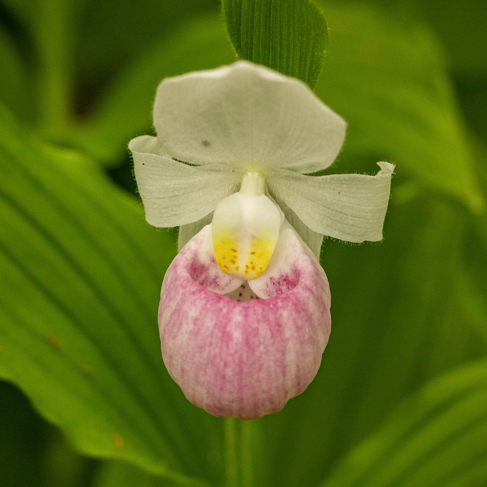 Showy lady slippers | KathyH58 | Blipfoto