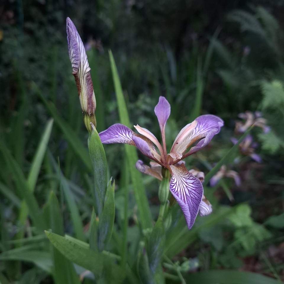 Stinking Iris | TKM | Blipfoto