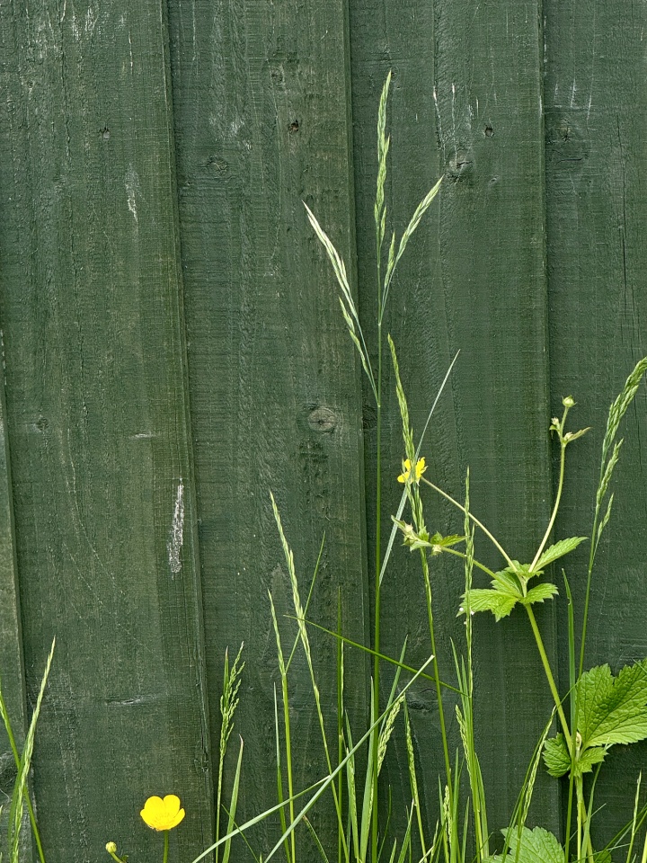 yellow and green…… | catoblips | Blipfoto