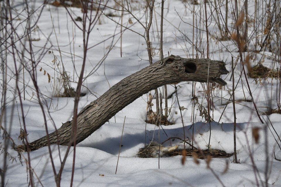 Snow Serpent | dfb24 | Blipfoto