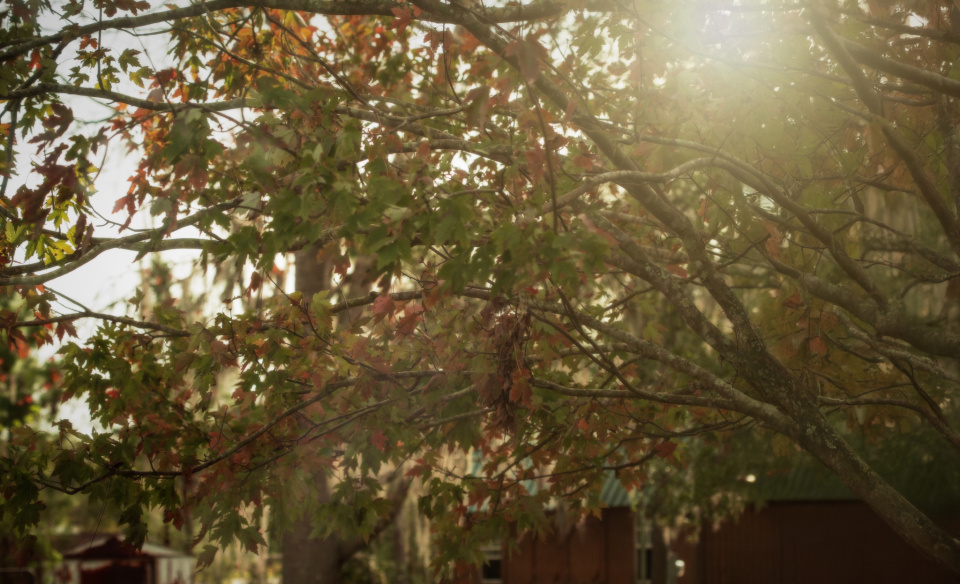 Finally Turning Color | bugsman | Blipfoto