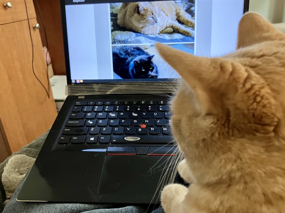 Tiger helping me blip today | johnsmiley1321 | Blipfoto