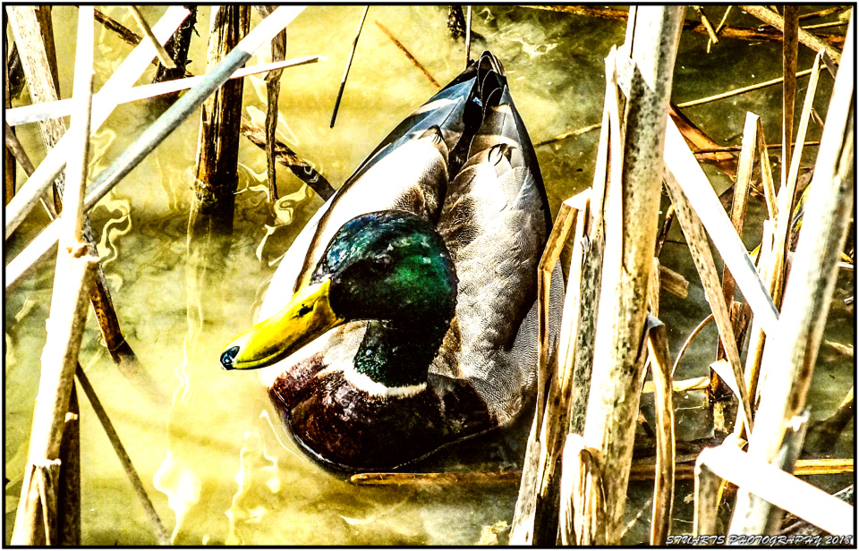 In the rushes | Stuart46 | Blipfoto