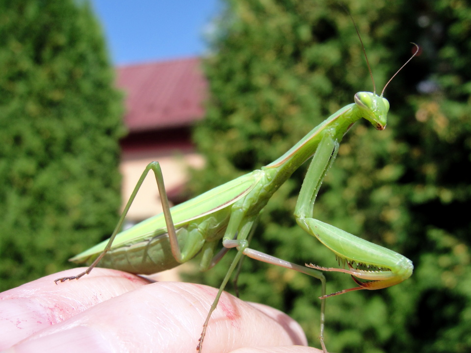 Prey Mantis | Geebliping | Blipfoto