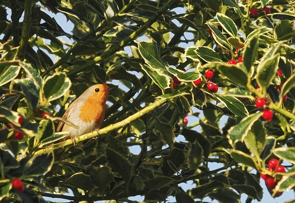 Festive | Technophobe | Blipfoto