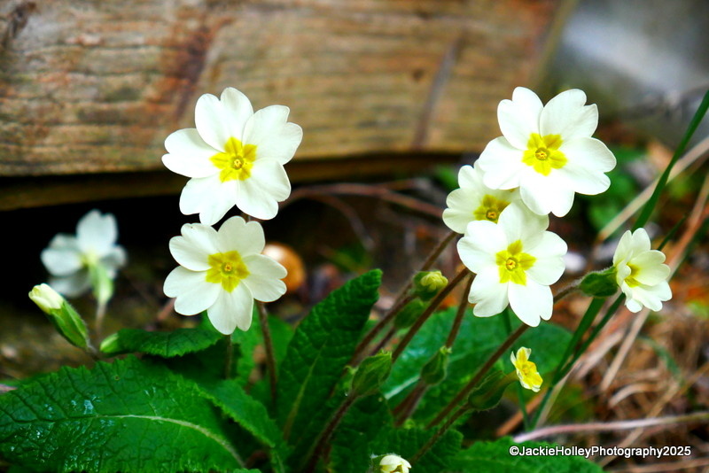Primroses | ThingsBeautiful | Blipfoto