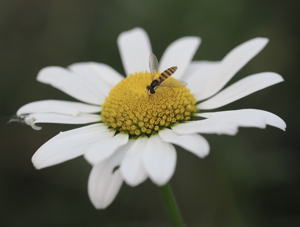 Wild | Technophobe | Blipfoto