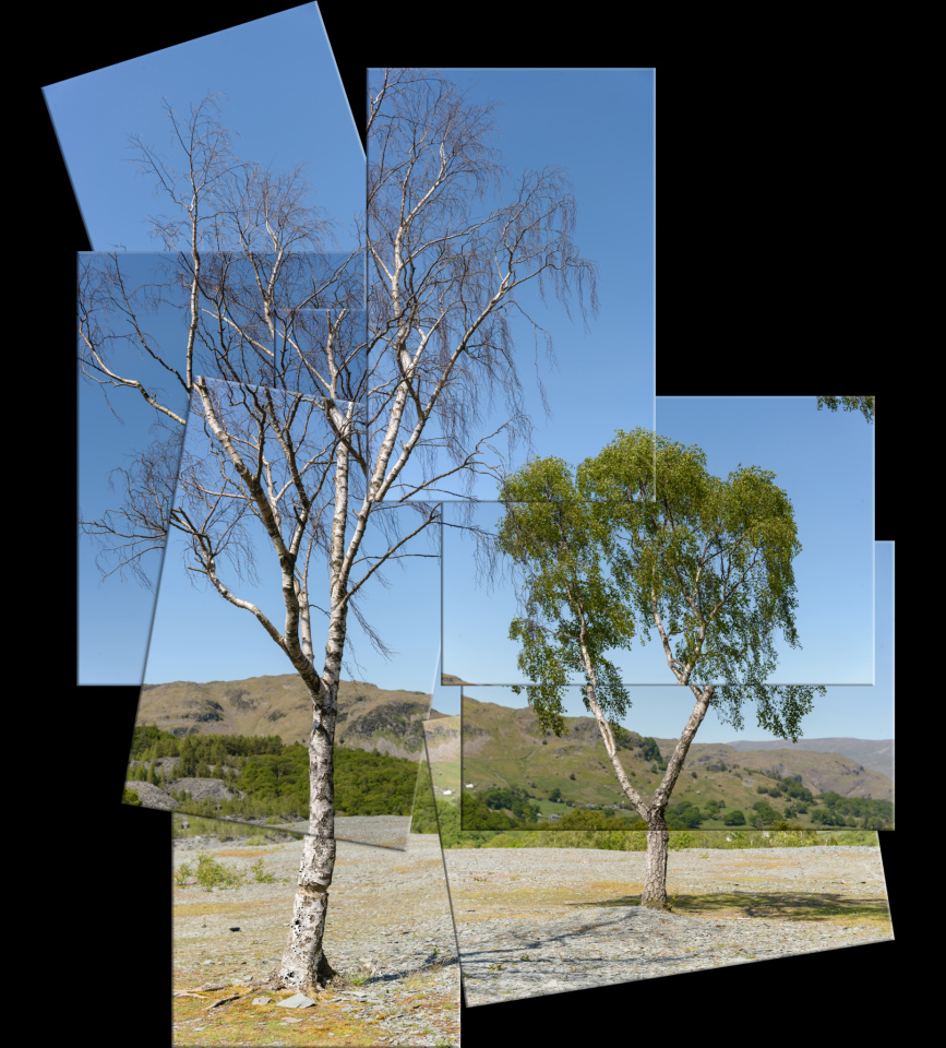 Tree montage | JohnGravett | Blipfoto