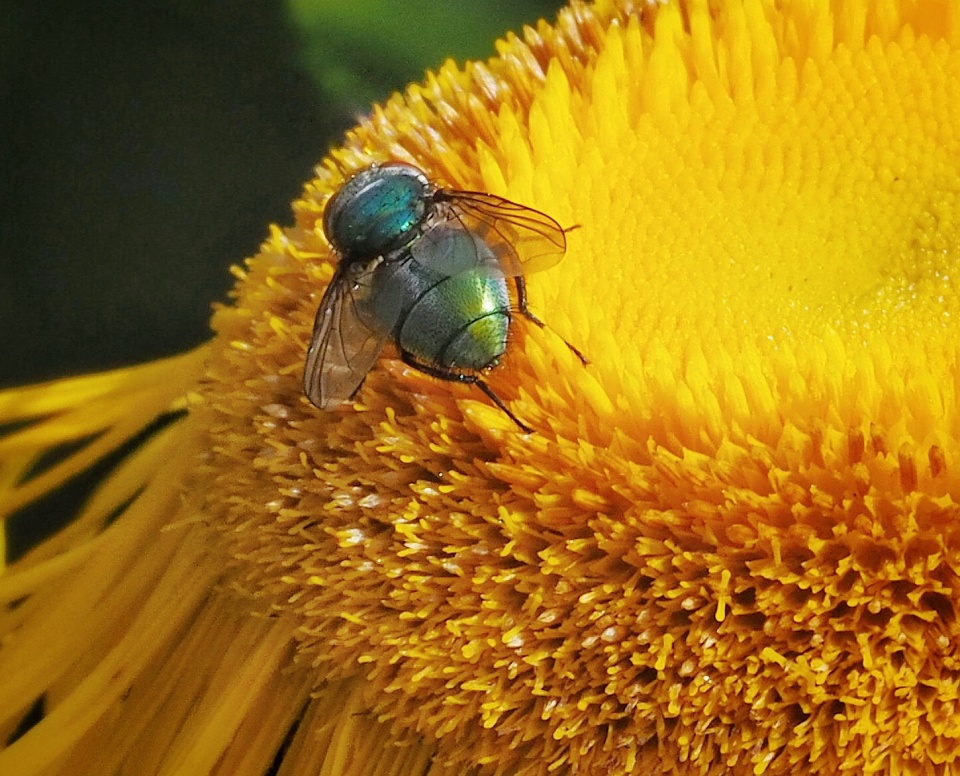 Another insect... | Philiphoto | Blipfoto