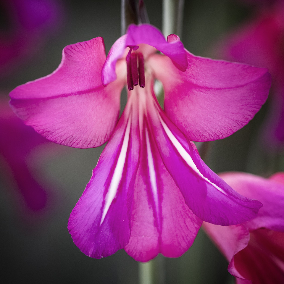 Cornish Jack | jennyg | Blipfoto