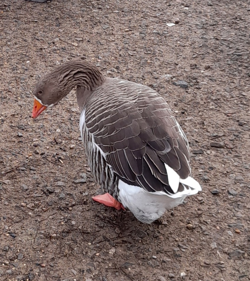 Grumpy Goose | Droopydrawers | Blipfoto