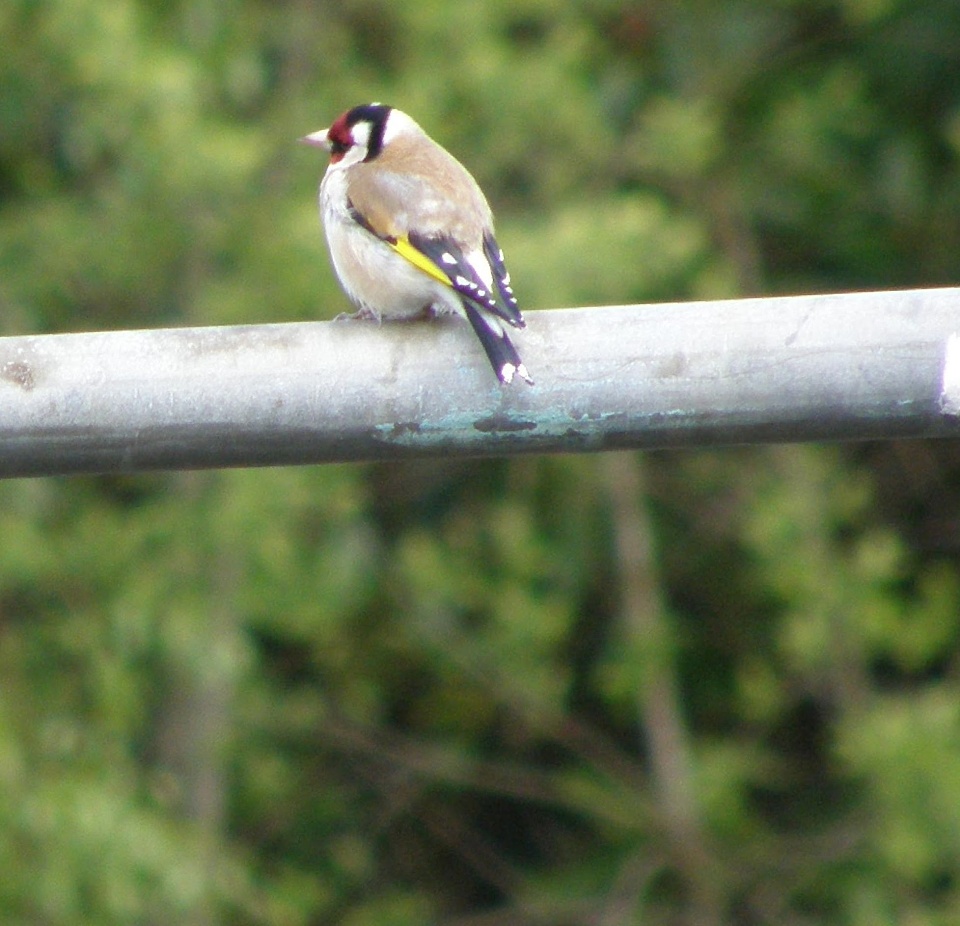 Goldfinch - grey pipe | elgar1 | Blipfoto