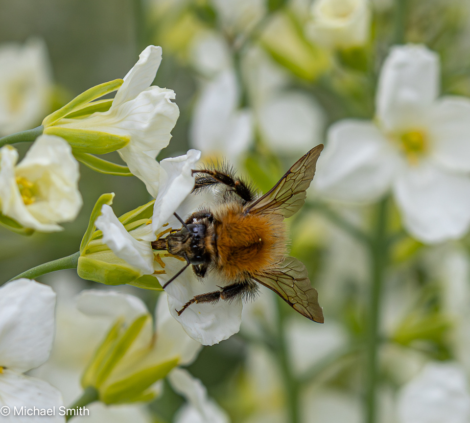 Hoverfly ? | debsdad | Blipfoto