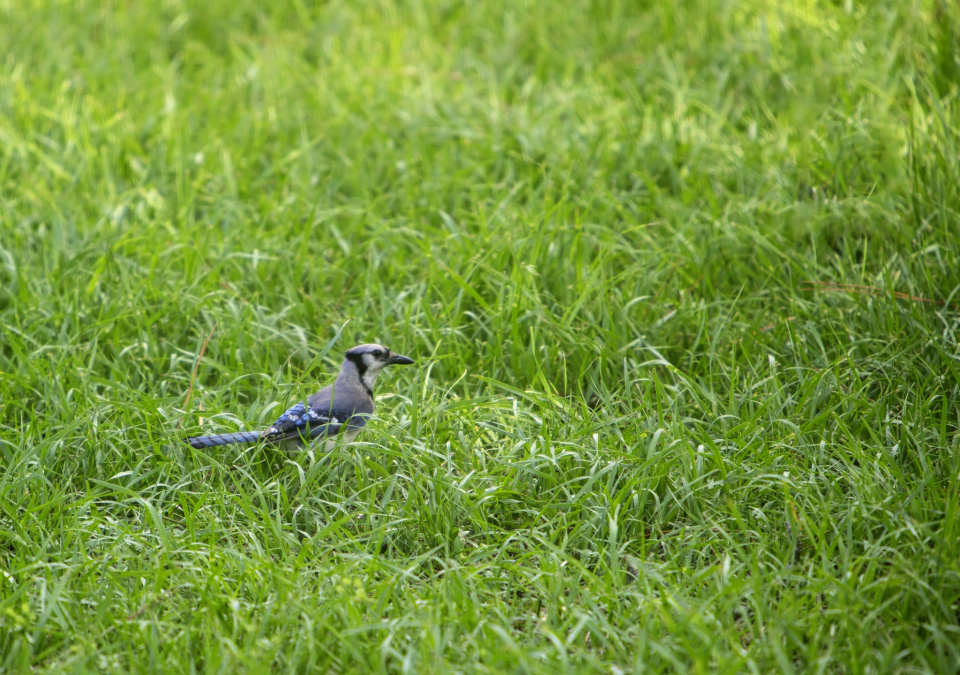 Bluejay | bugsman | Blipfoto