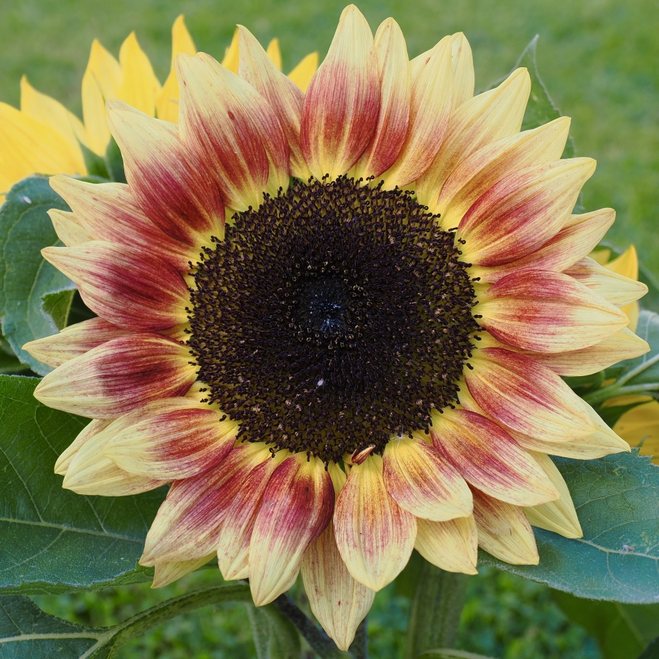 Treat | Technophobe | Blipfoto